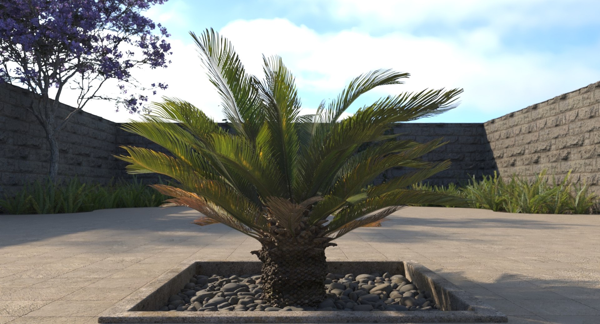 3D Model Scan Cycad Broodboom - TurboSquid 1387098