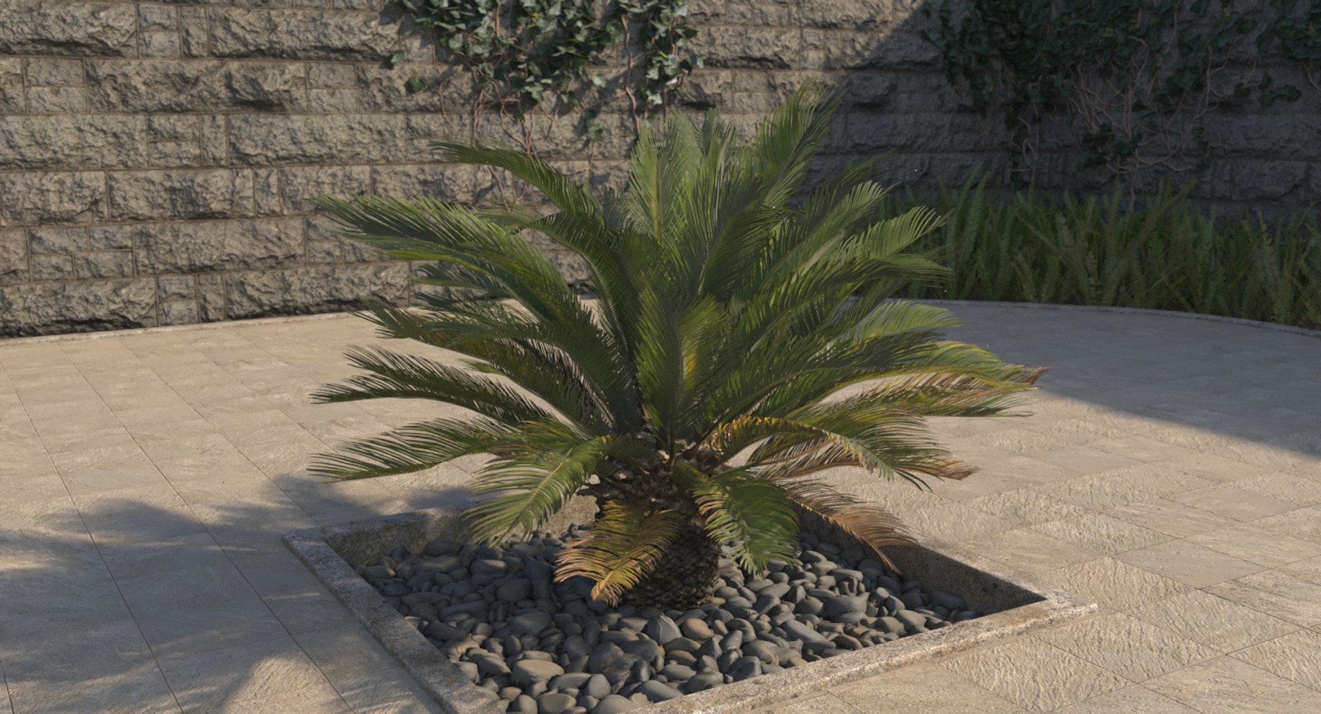 3D Model Scan Cycad Broodboom - TurboSquid 1387098