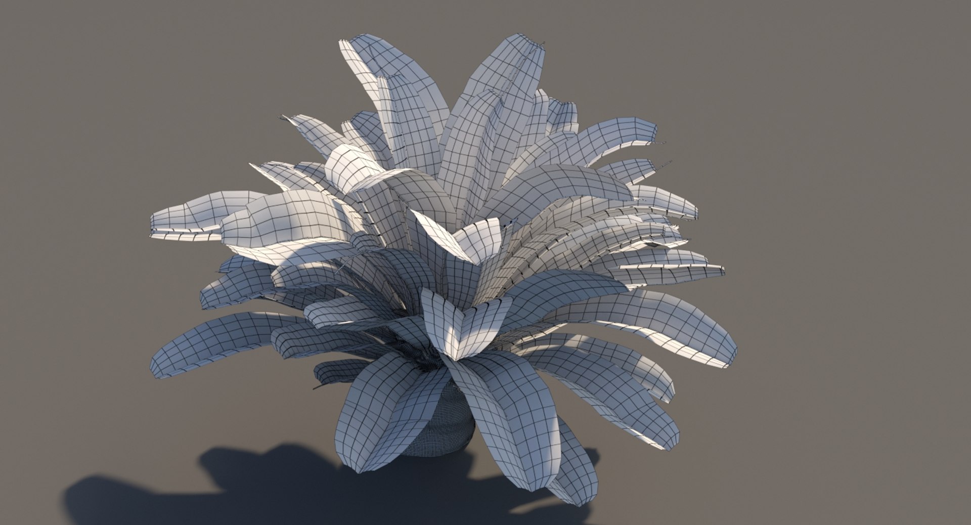 3D Model Scan Cycad Broodboom - TurboSquid 1387098