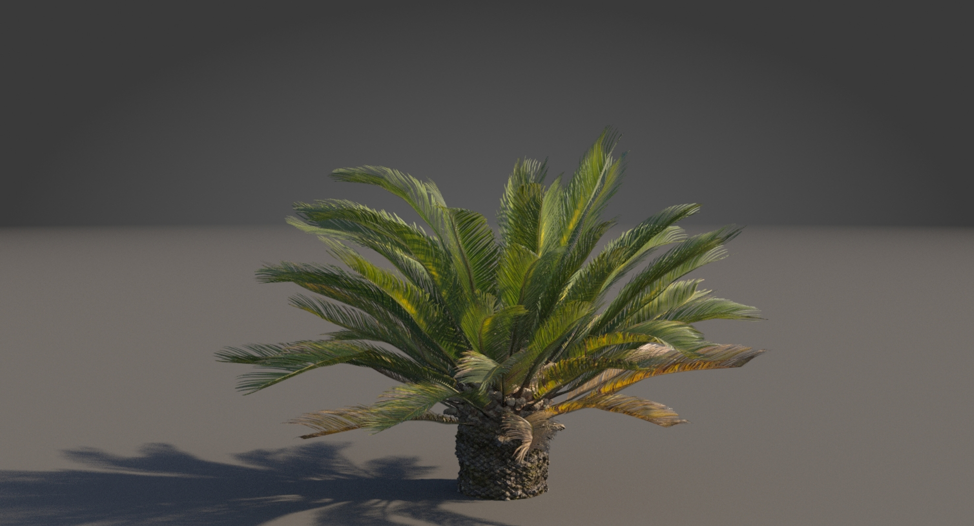 3D Model Scan Cycad Broodboom - TurboSquid 1387098