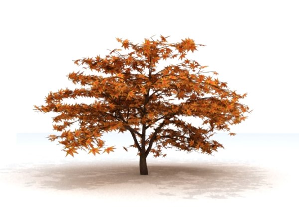 3d maple tree