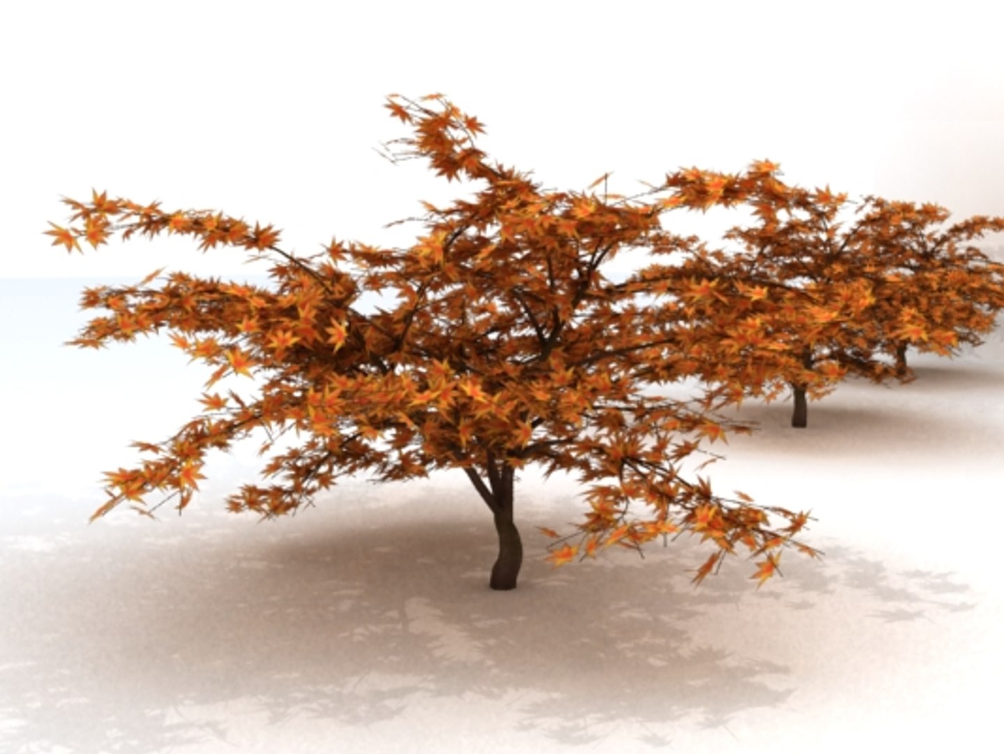 3d Maple Tree