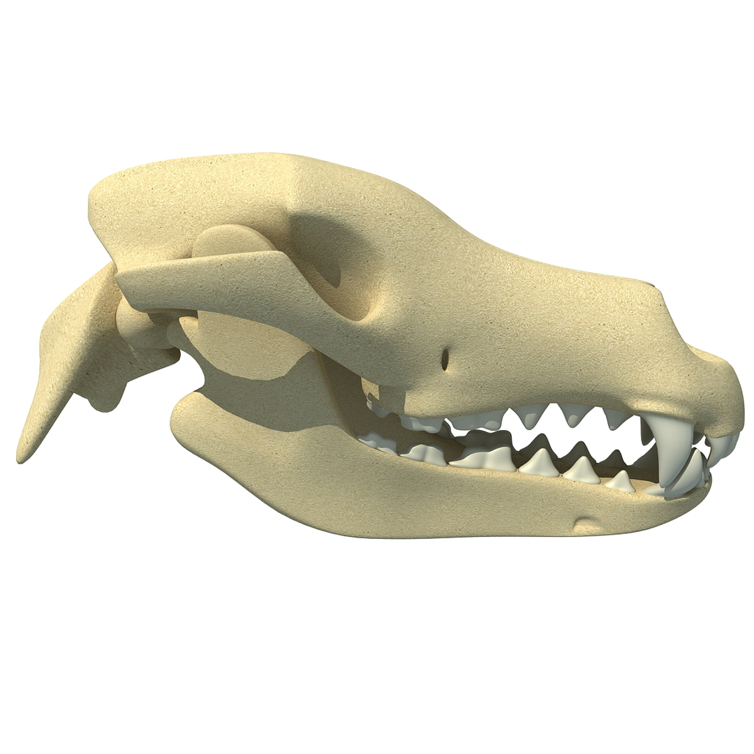 dog skull skeleton 3d max
