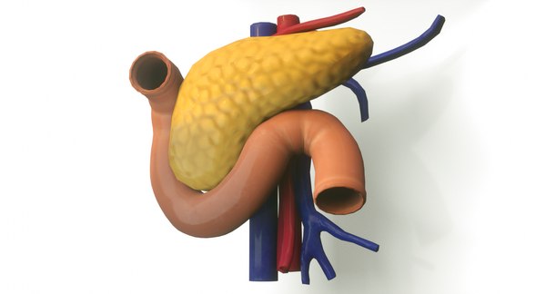 3D pancreas human model - TurboSquid 1357247