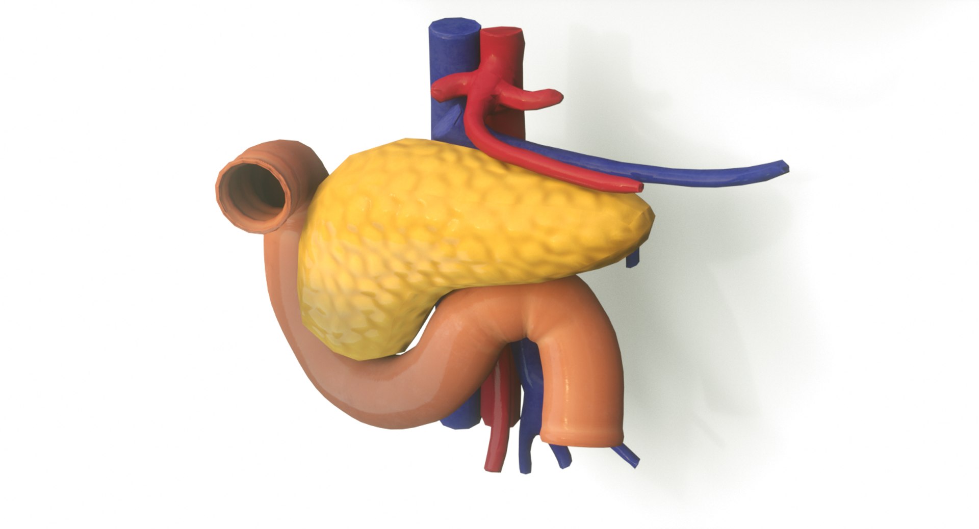3D Pancreas Human Model - TurboSquid 1357247