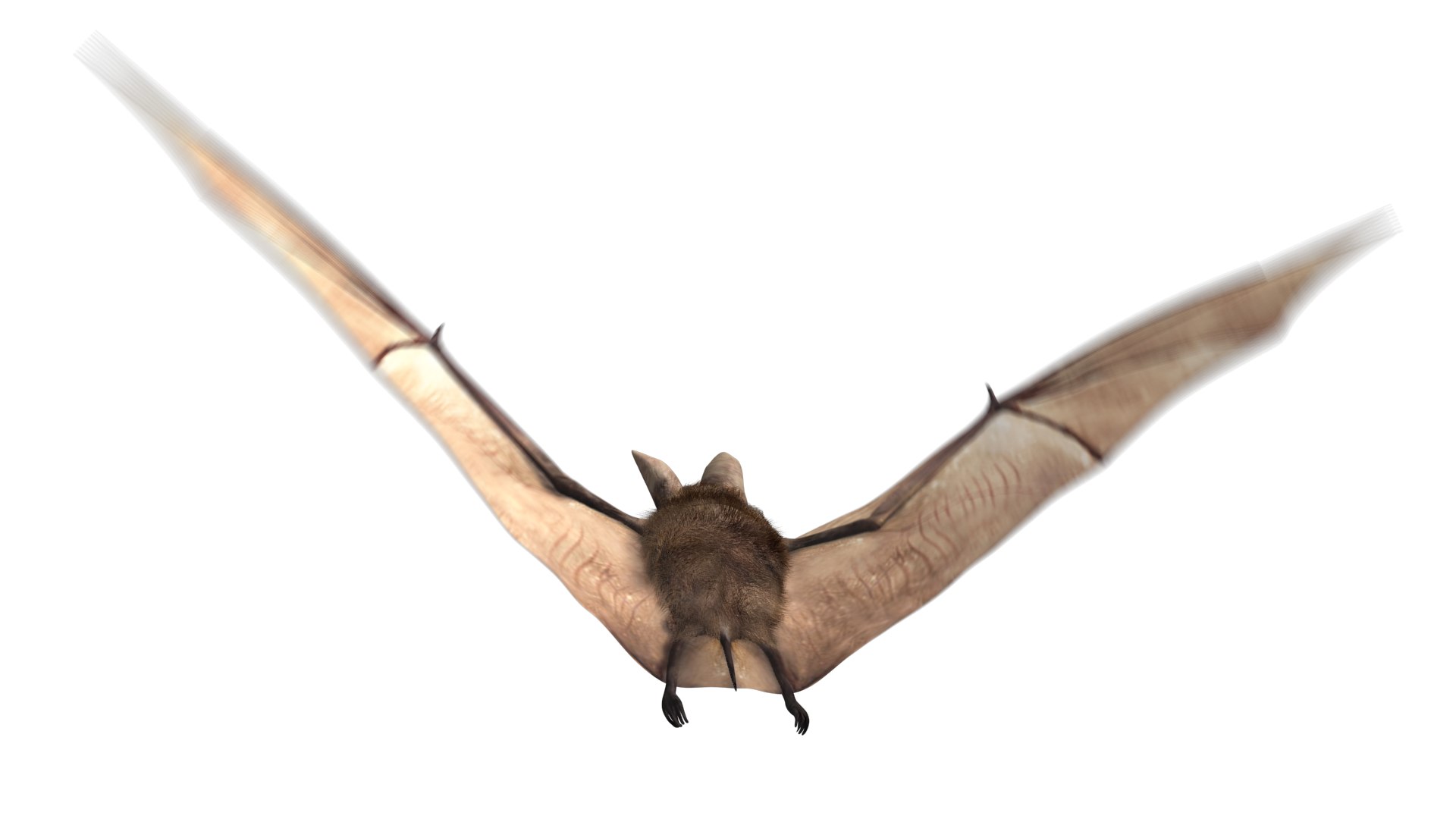 modelo 3d animated bat - TurboSquid 1942607