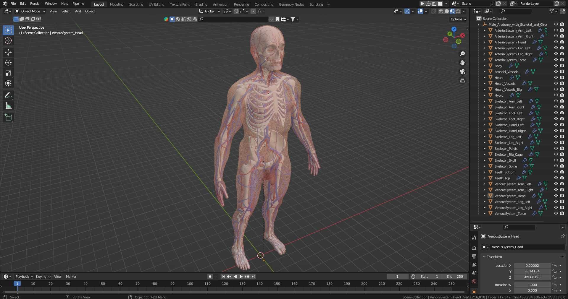 3D Male Anatomy With Skeletal And Circulatory Systems - TurboSquid 2416906