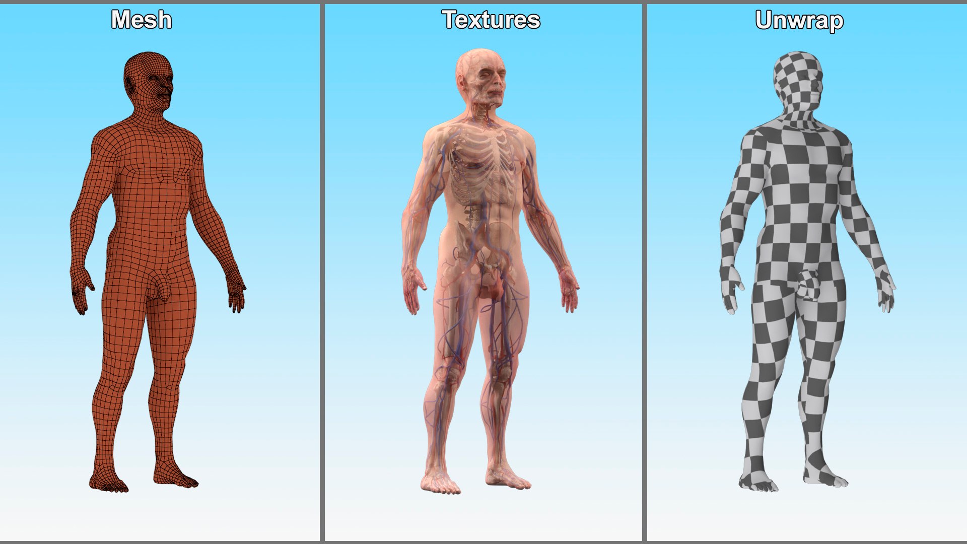 3D Male Anatomy With Skeletal And Circulatory Systems - TurboSquid 2416906