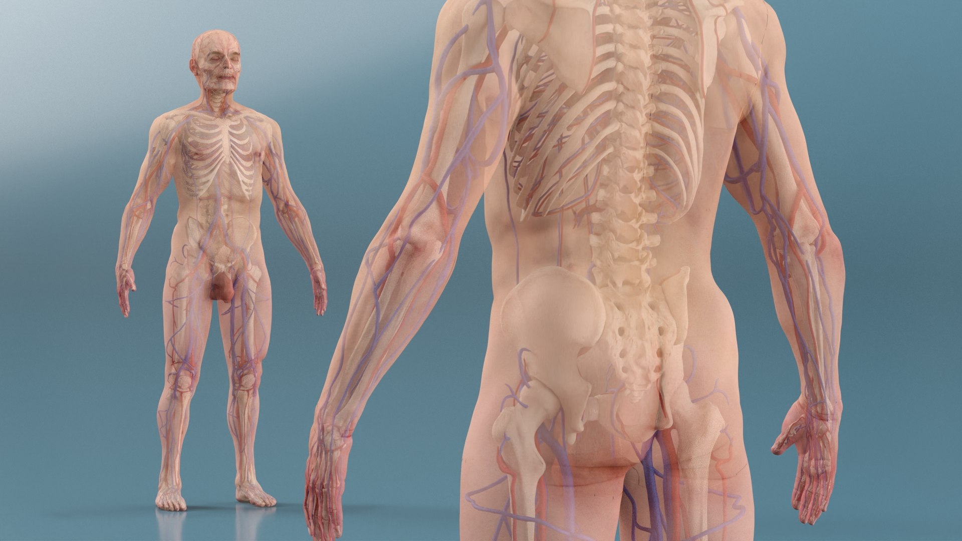 3D Male Anatomy With Skeletal And Circulatory Systems - TurboSquid 2416906