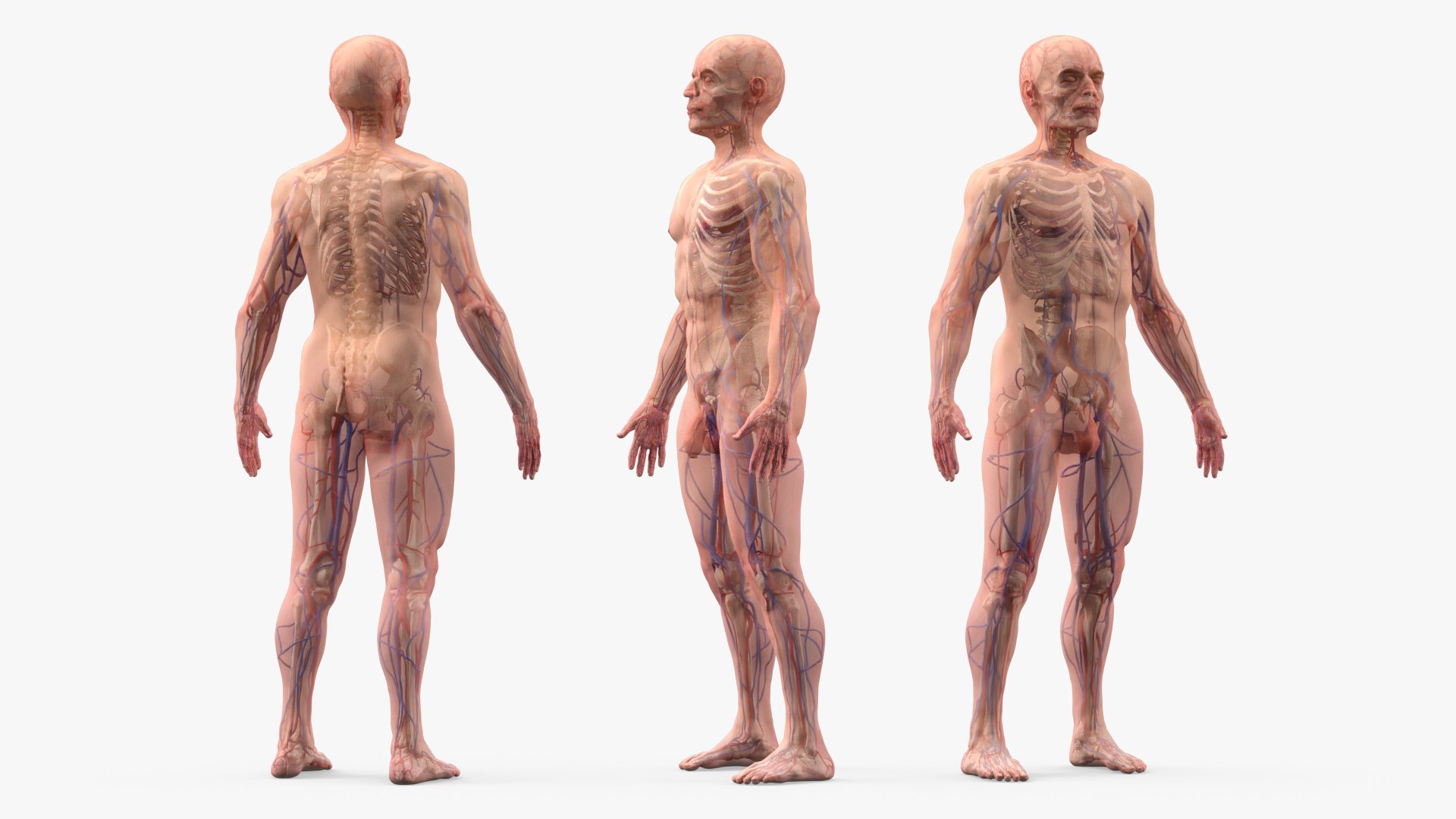 3D Male Anatomy With Skeletal And Circulatory Systems - TurboSquid 2416906