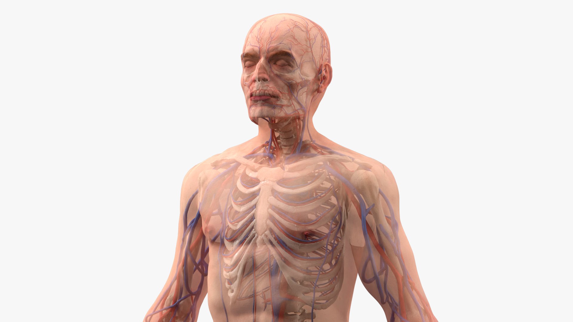3D Male Anatomy With Skeletal And Circulatory Systems - TurboSquid 2416906