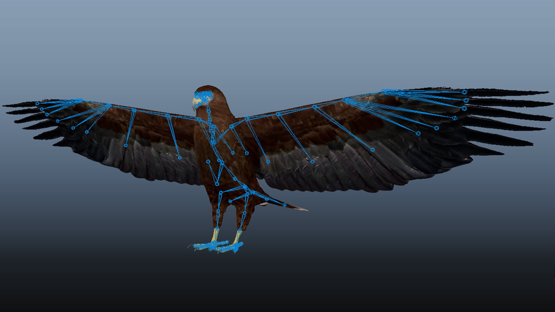 Animated Realistic Golden Eagle 3D - TurboSquid 2112252