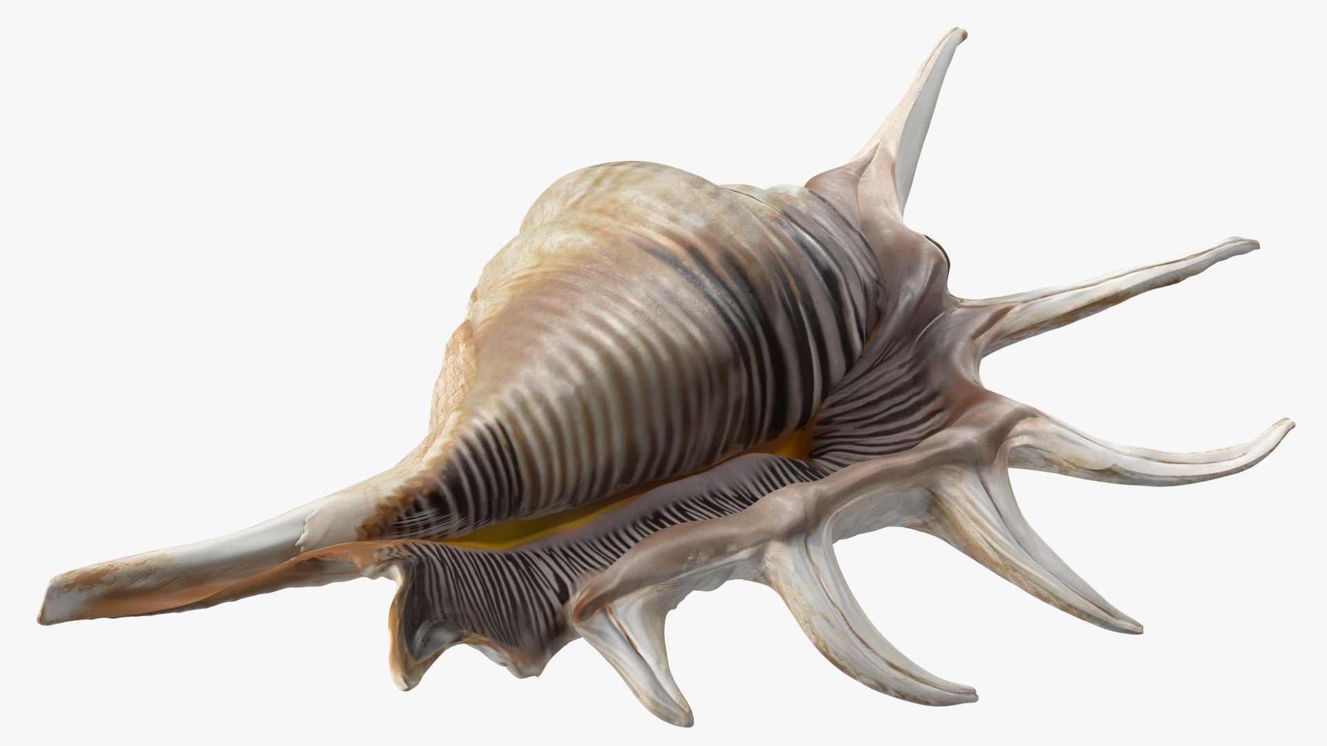 Scorpio Spider Shell 3D - TurboSquid 1975143