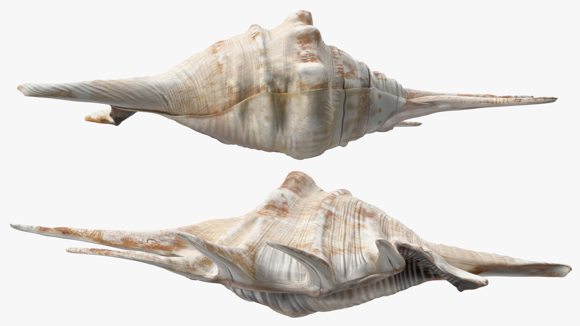 Scorpio Spider Shell 3D - TurboSquid 1975143