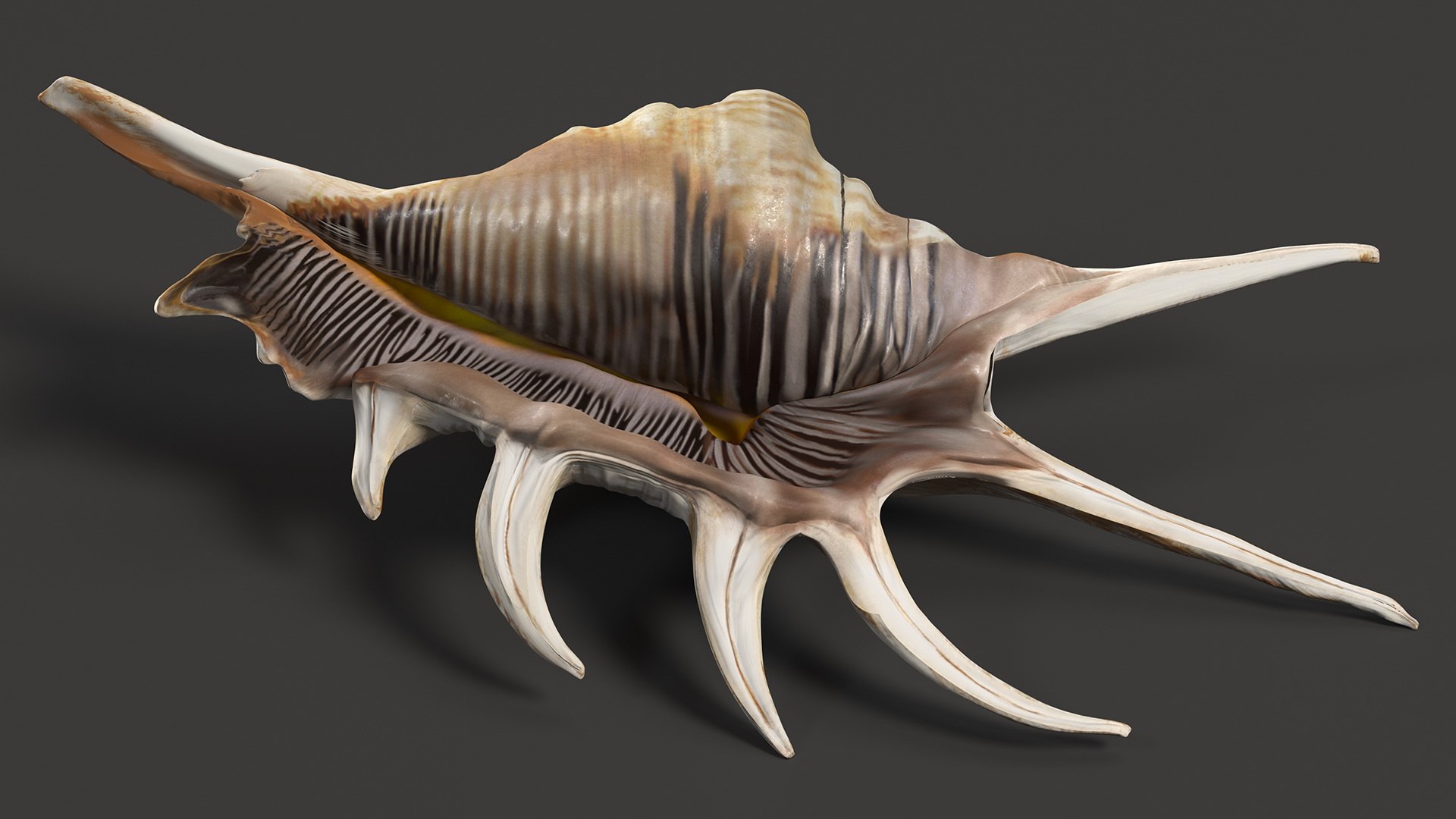 Scorpio Spider Shell 3D - TurboSquid 1975143