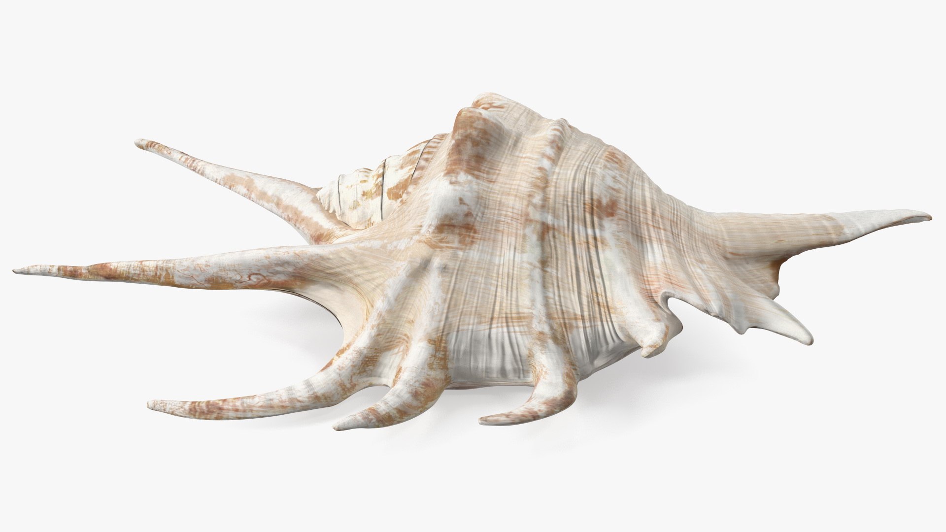 Scorpio Spider Shell 3D - TurboSquid 1975143