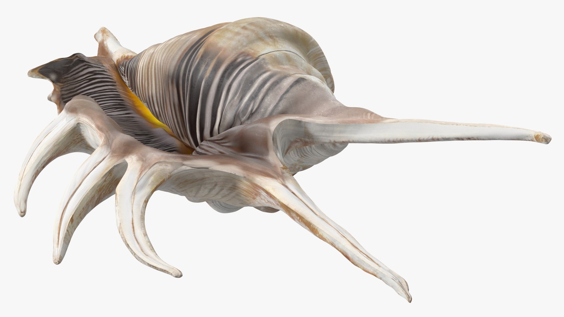 Scorpio Spider Shell 3D - TurboSquid 1975143