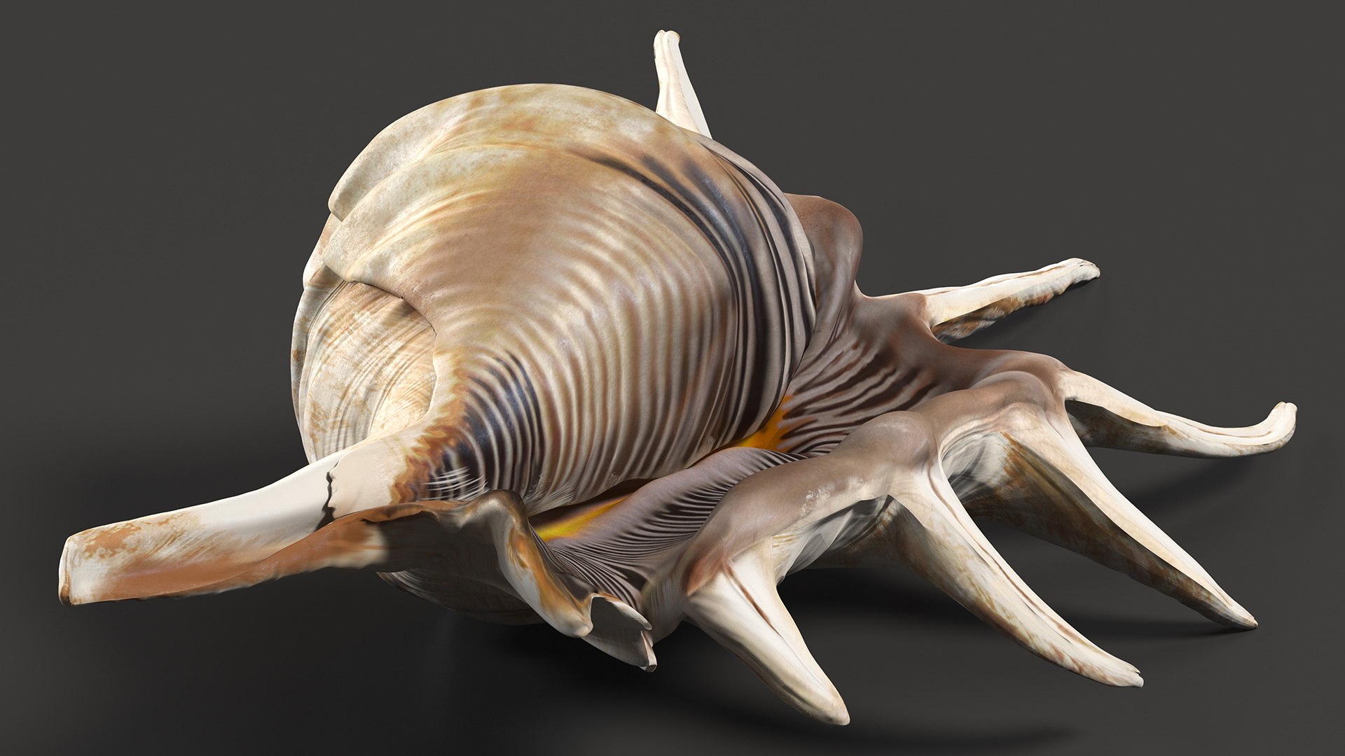 Scorpio Spider Shell 3D - TurboSquid 1975143