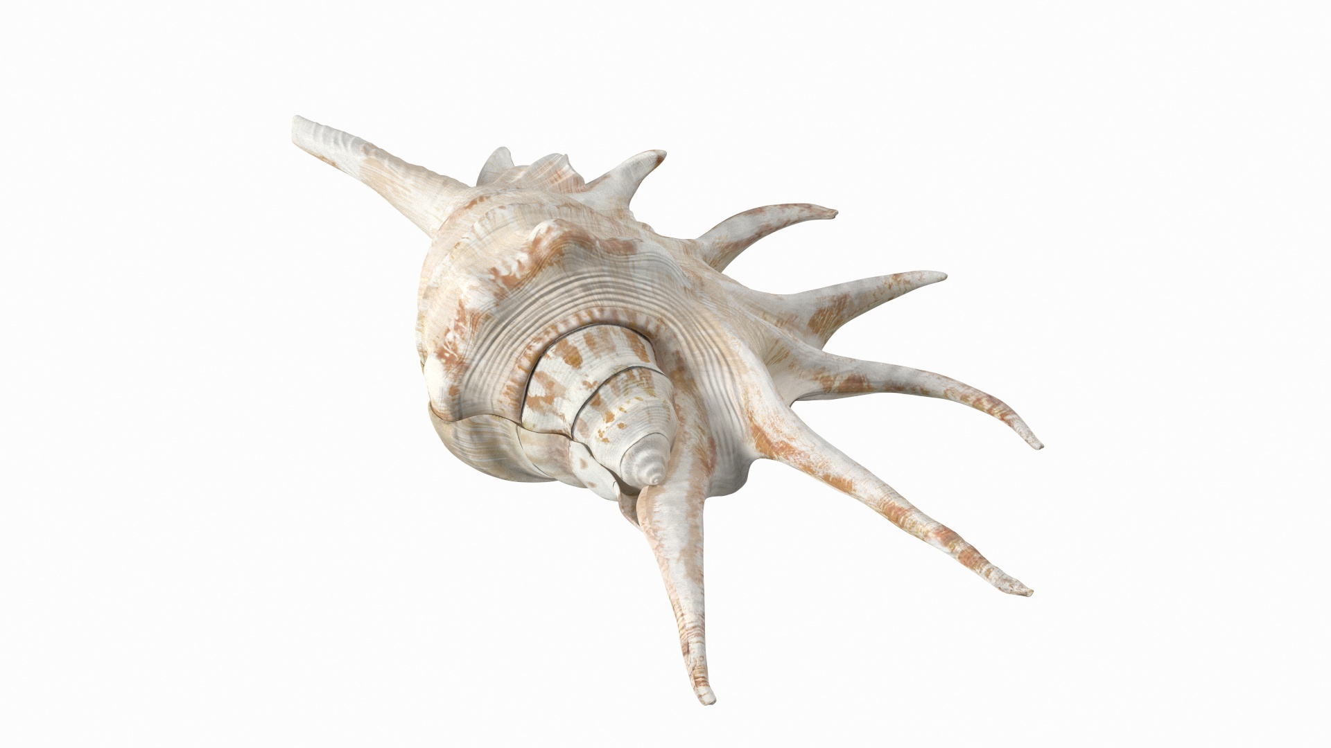 Scorpio Spider Shell 3D - TurboSquid 1975143