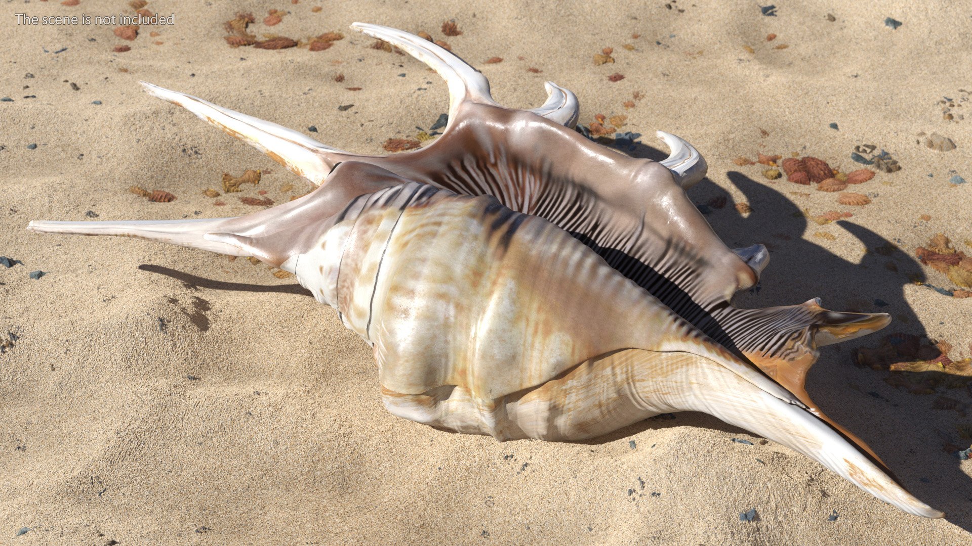 Scorpio Spider Shell 3D - TurboSquid 1975143