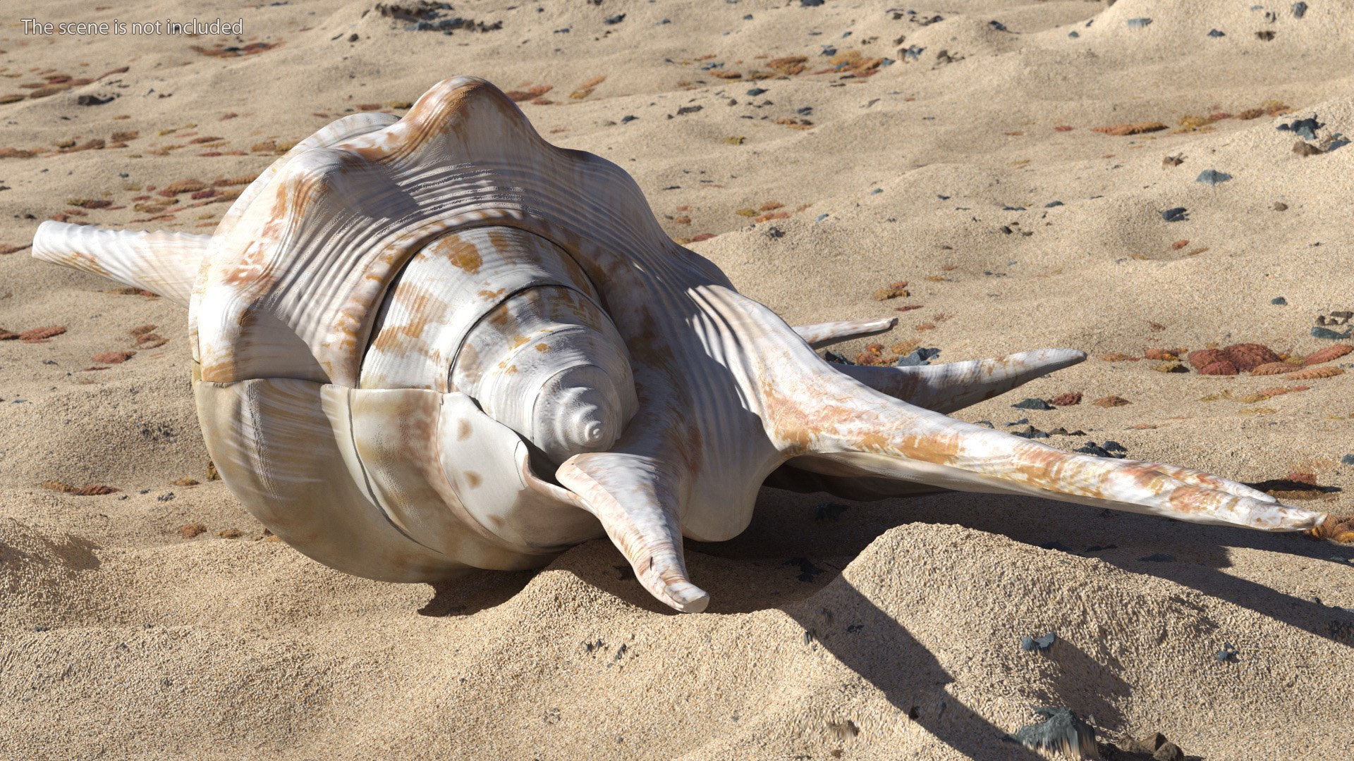 Scorpio Spider Shell 3D - TurboSquid 1975143