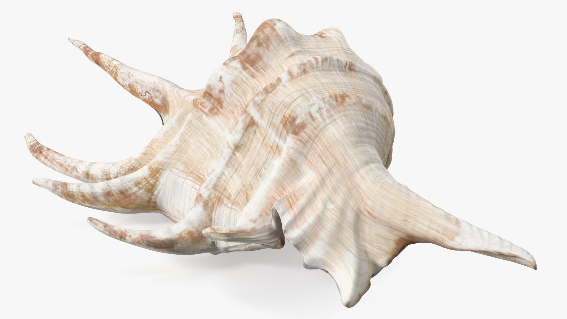 Scorpio Spider Shell 3D - TurboSquid 1975143