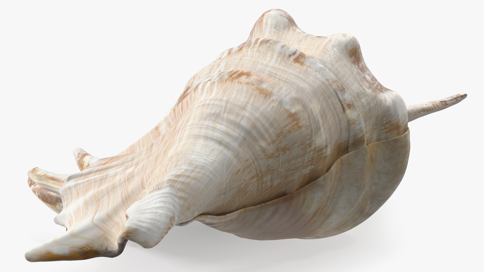 Scorpio Spider Shell 3D - TurboSquid 1975143