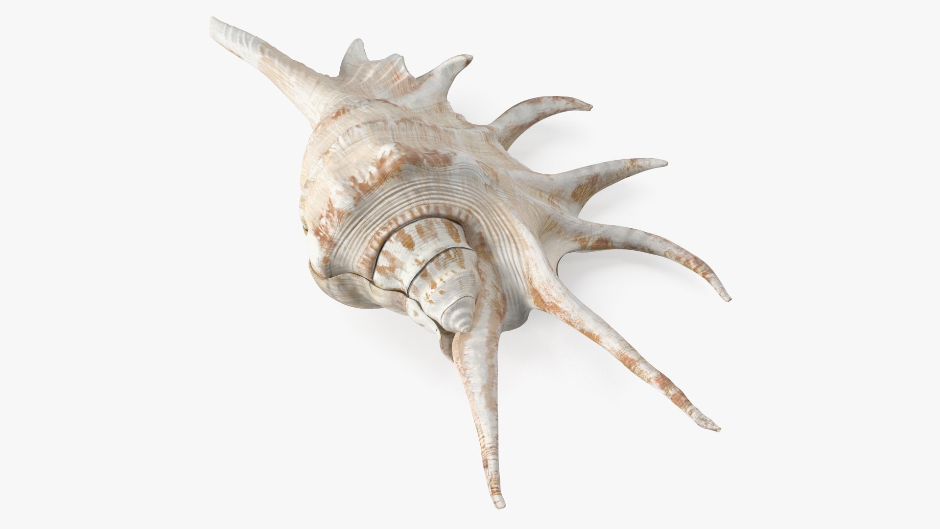 Scorpio Spider Shell 3D - TurboSquid 1975143