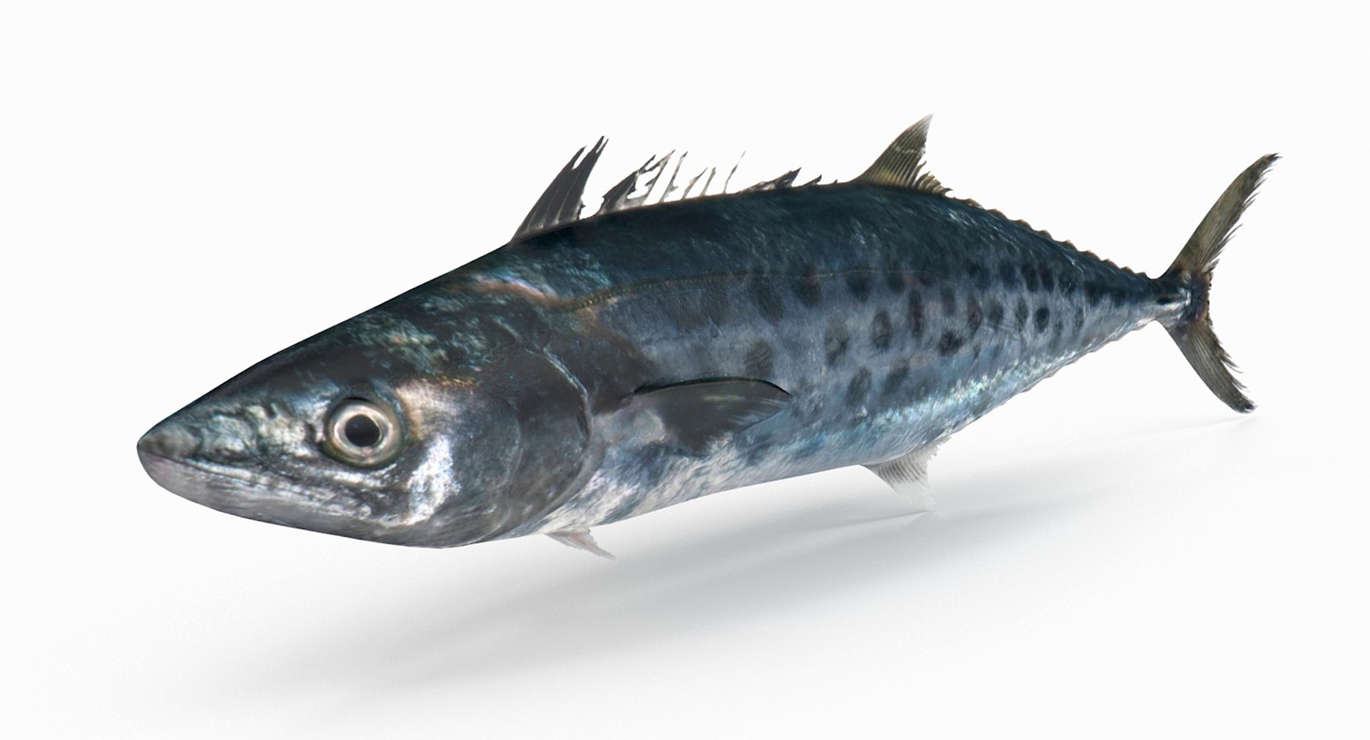 3D Queenfish Fish Model - TurboSquid 1184286