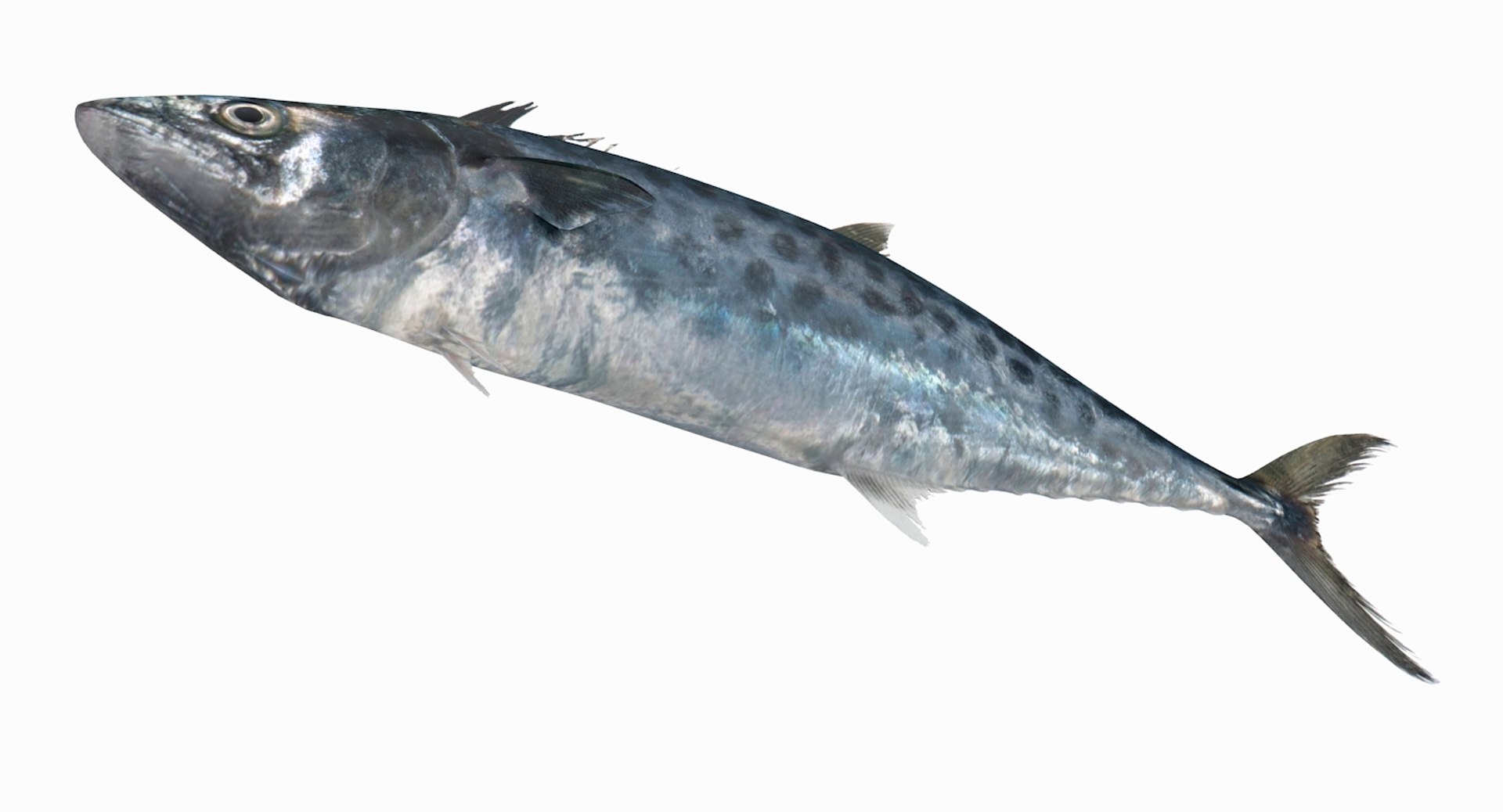 3D Queenfish Fish Model - TurboSquid 1184286