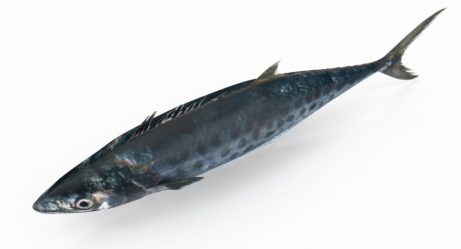 3D Queenfish Fish Model - TurboSquid 1184286