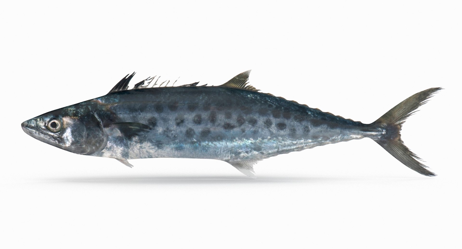 3D Queenfish Fish Model - TurboSquid 1184286
