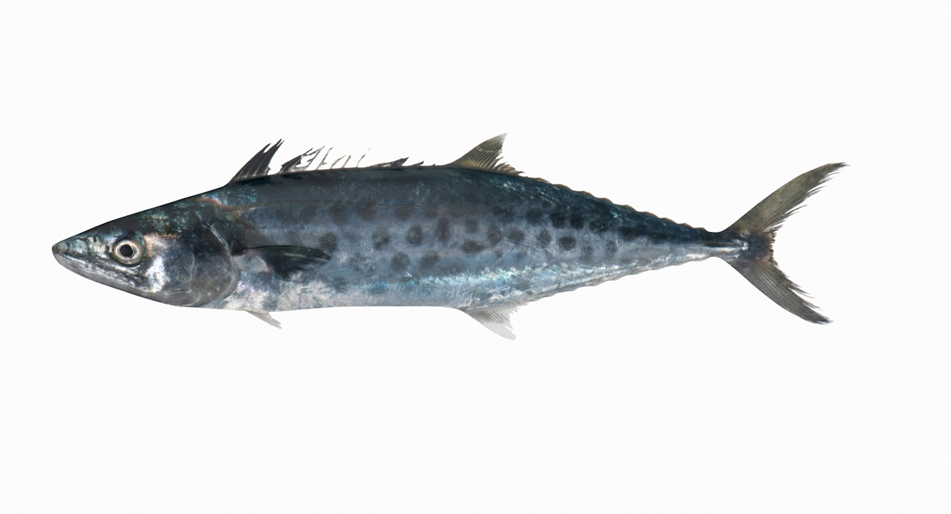 3D Queenfish Fish Model - TurboSquid 1184286