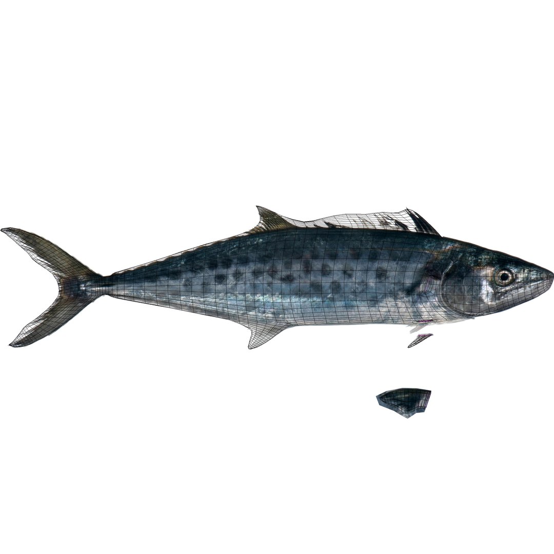 3D Queenfish Fish Model - TurboSquid 1184286