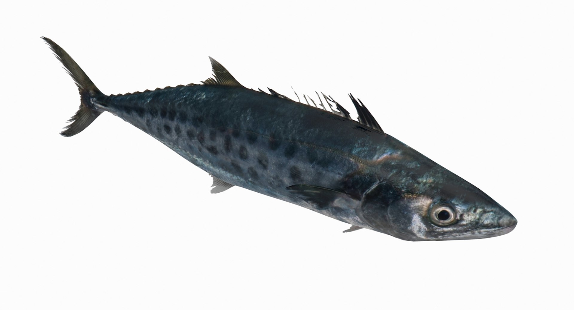 3D Queenfish Fish Model - TurboSquid 1184286