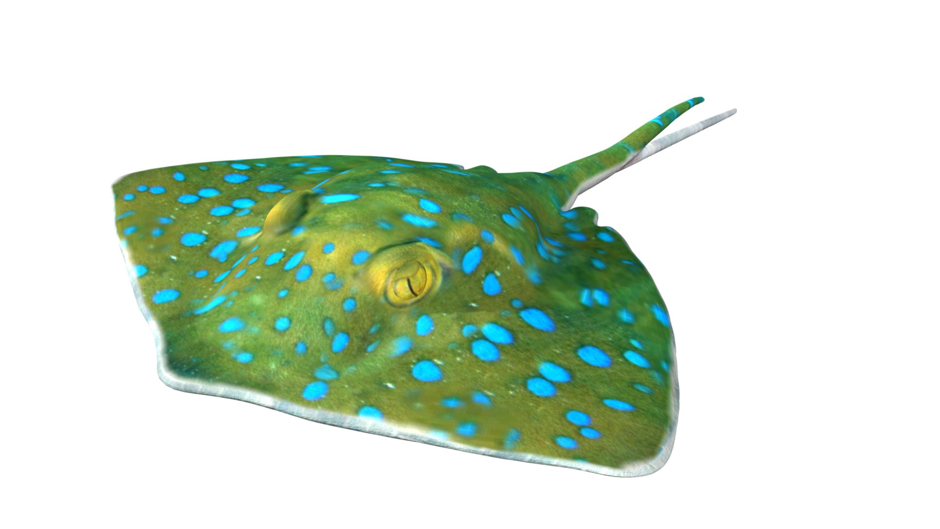 3D Stingray - TurboSquid 1754927