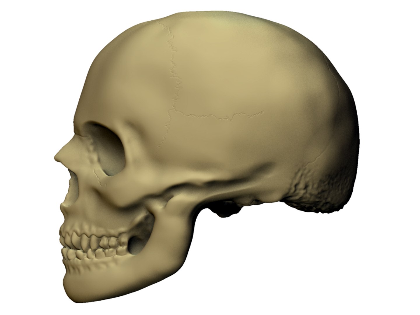 3d Human Skull Model