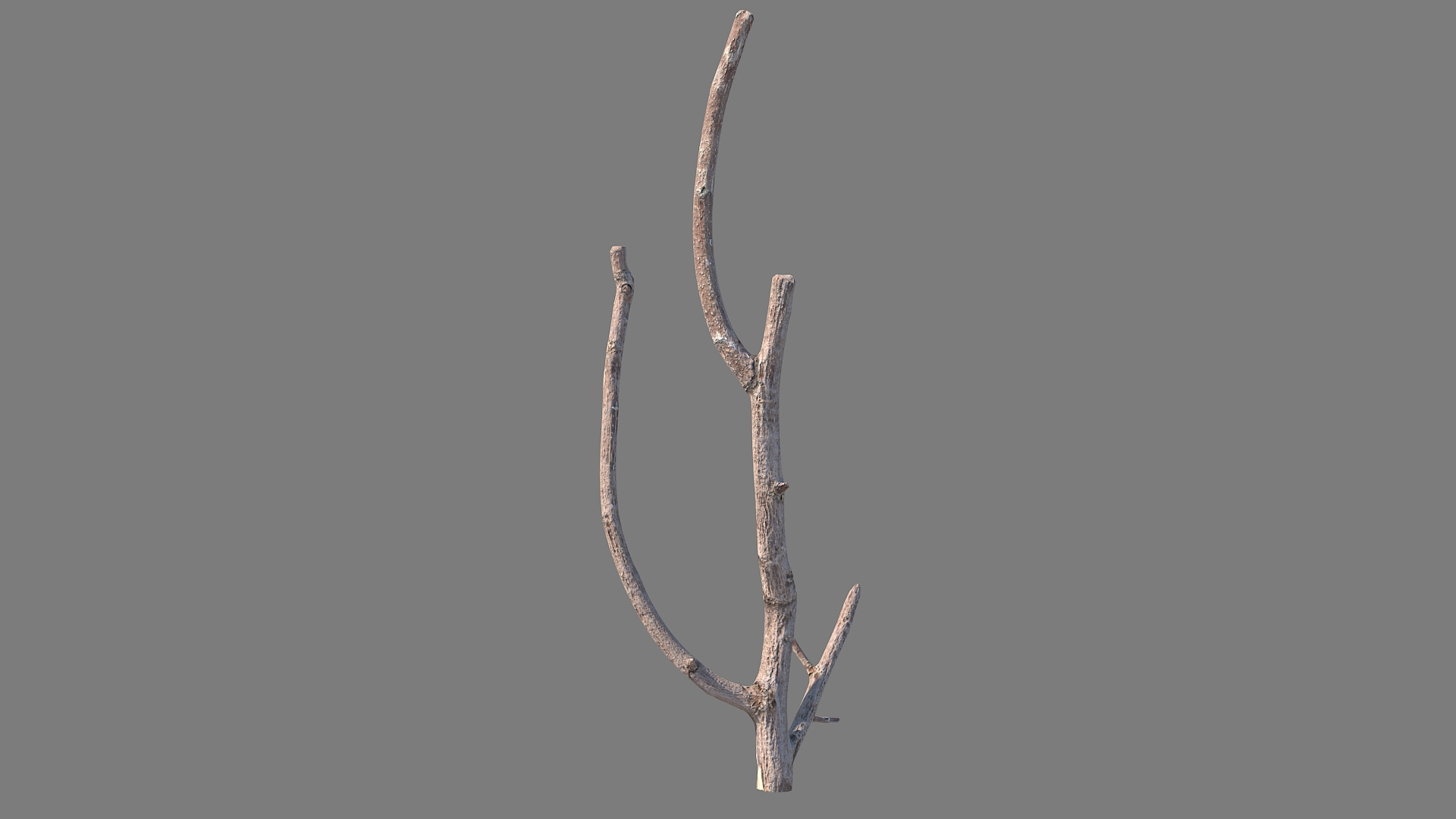 Twig Scanned 17 3D Model - TurboSquid 2088582