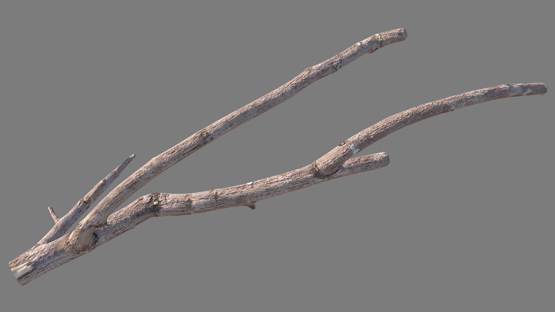 Twig Scanned 17 3D Model - TurboSquid 2088582