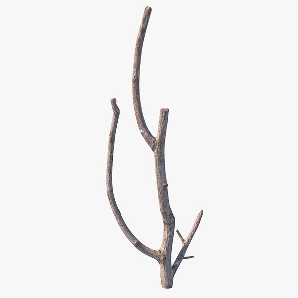 Twig 3D Models for Download | TurboSquid