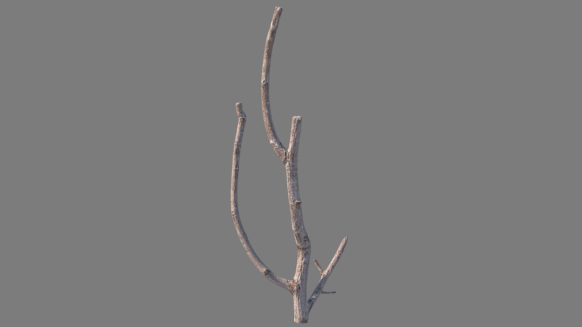 Twig Scanned 17 3D Model - TurboSquid 2088582