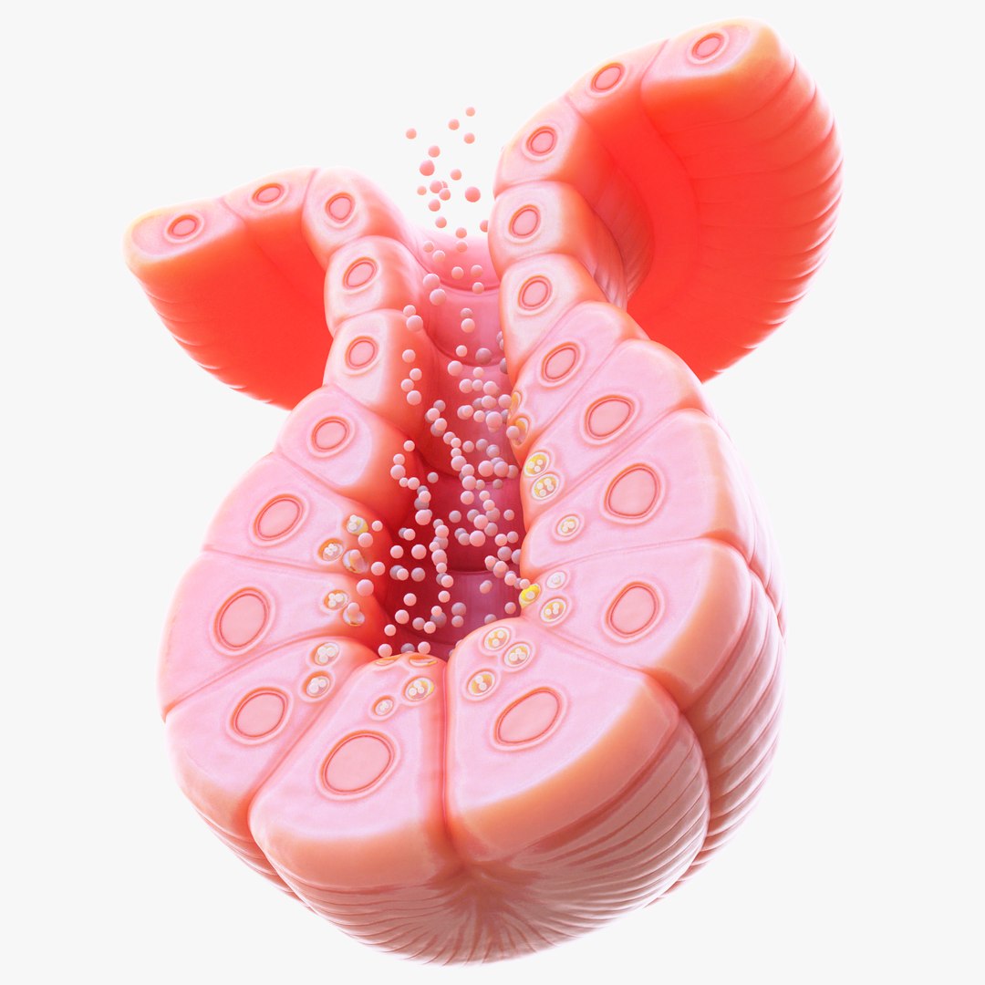 3D Exocrine Gland Model - TurboSquid 2101593