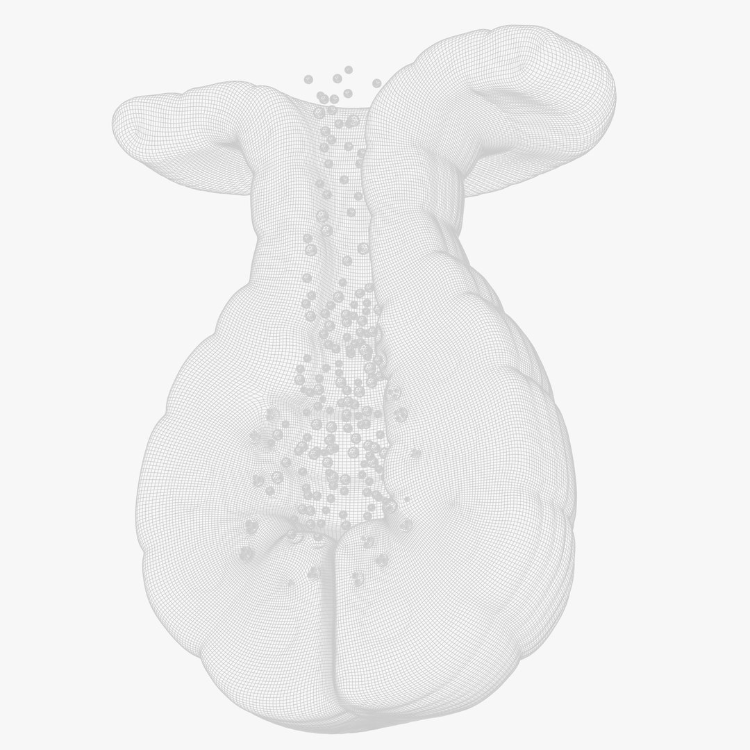 3D Exocrine Gland Model - TurboSquid 2101593