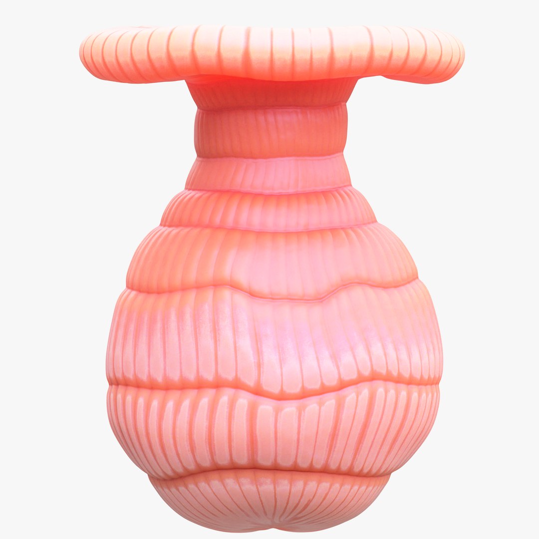 3D Exocrine Gland Model - TurboSquid 2101593