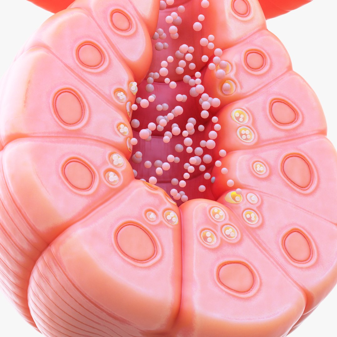 3D Exocrine Gland Model - TurboSquid 2101593