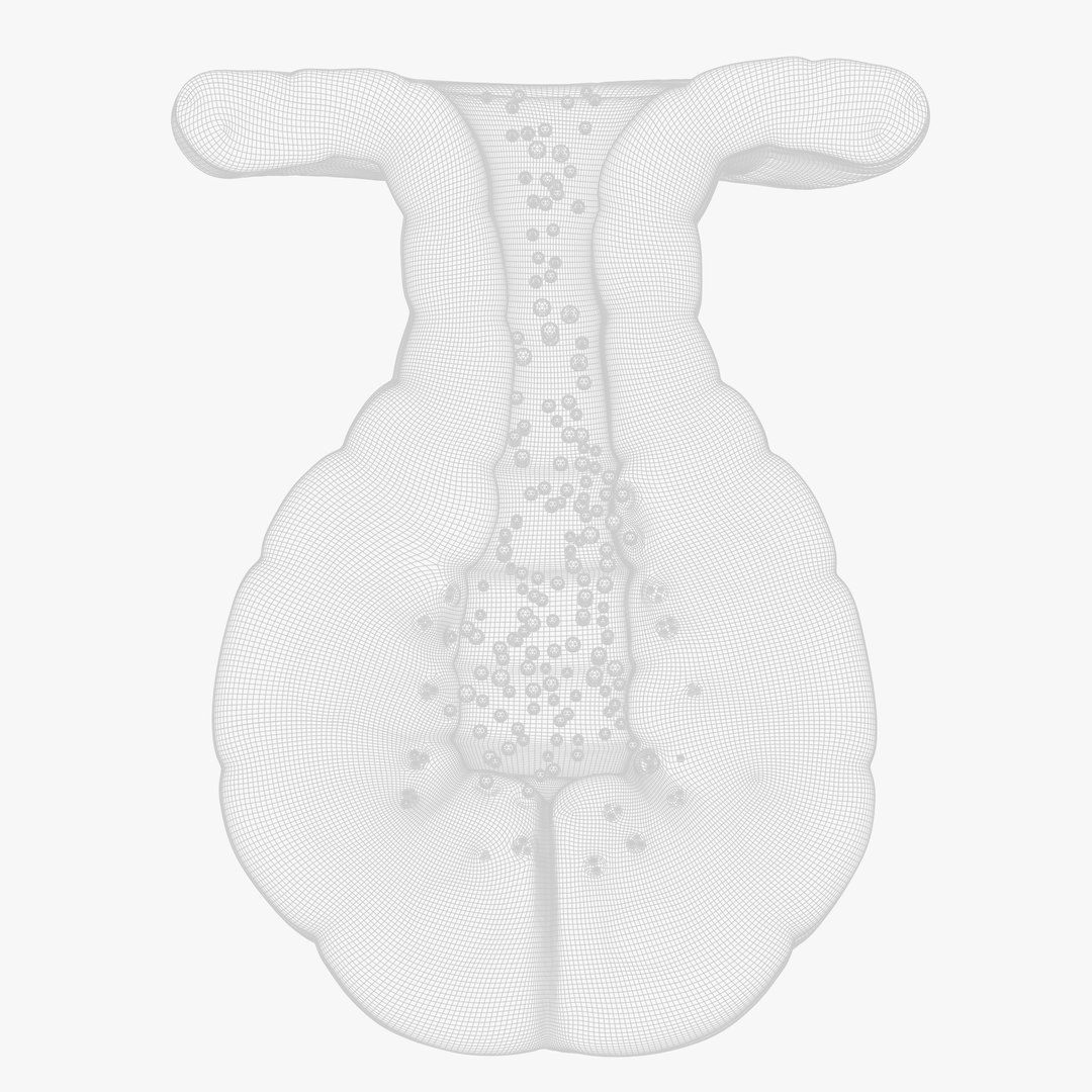 3D Exocrine Gland Model - TurboSquid 2101593