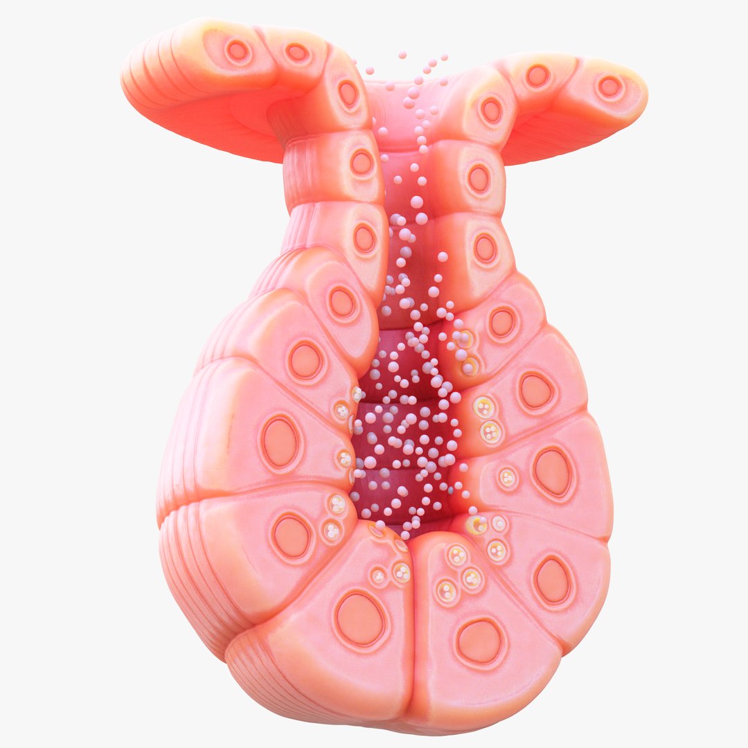 modelo 3d Glándula exocrina - TurboSquid 2101593