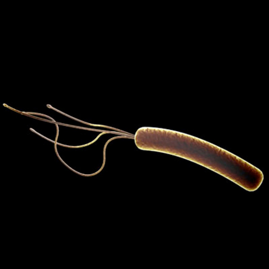 3d Model Helicobacter Pylori