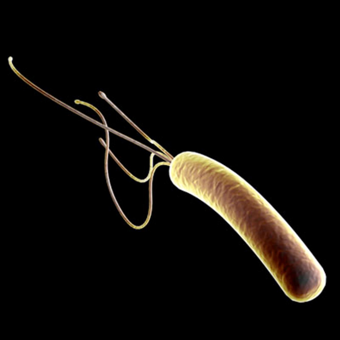 3d Model Helicobacter Pylori