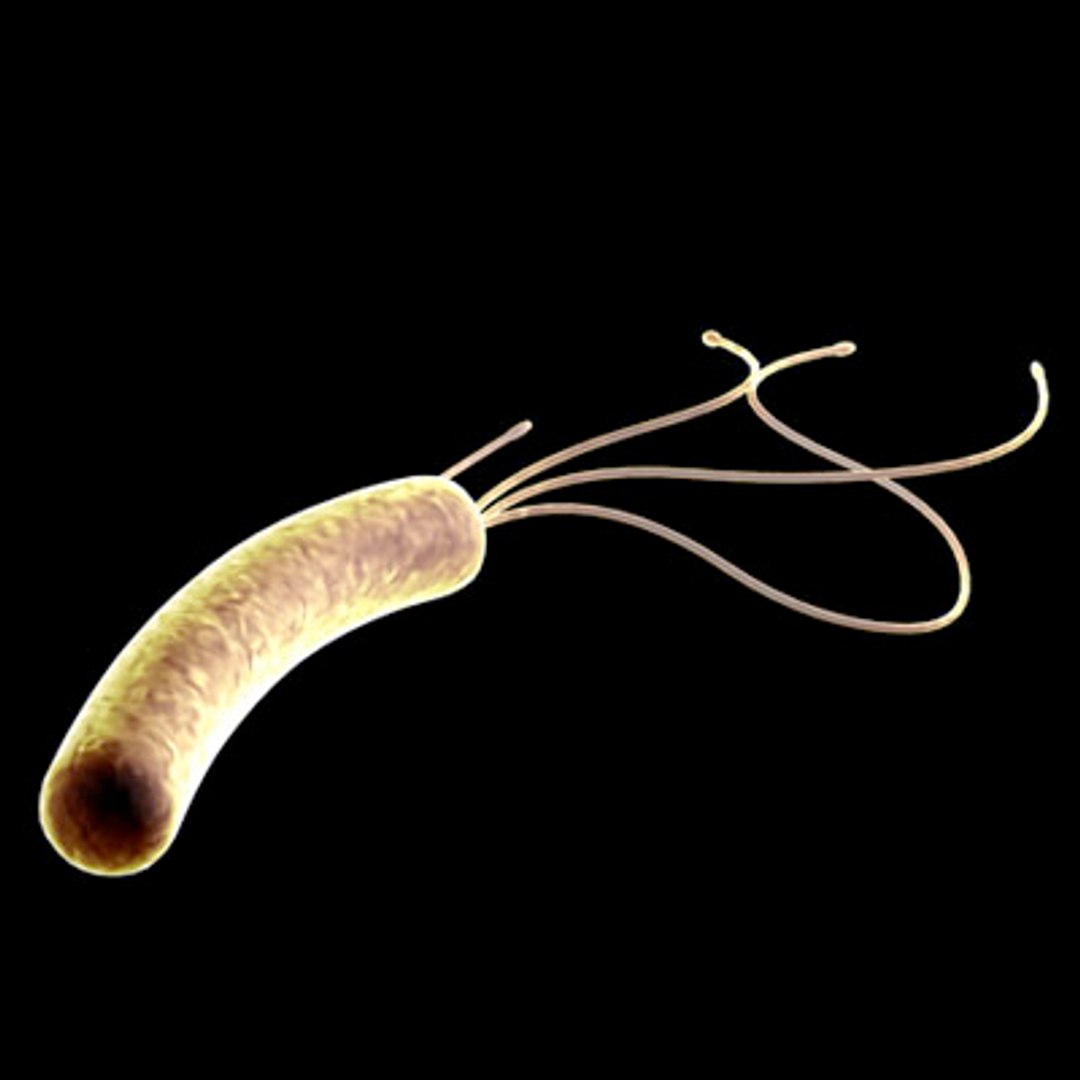3d Model Helicobacter Pylori